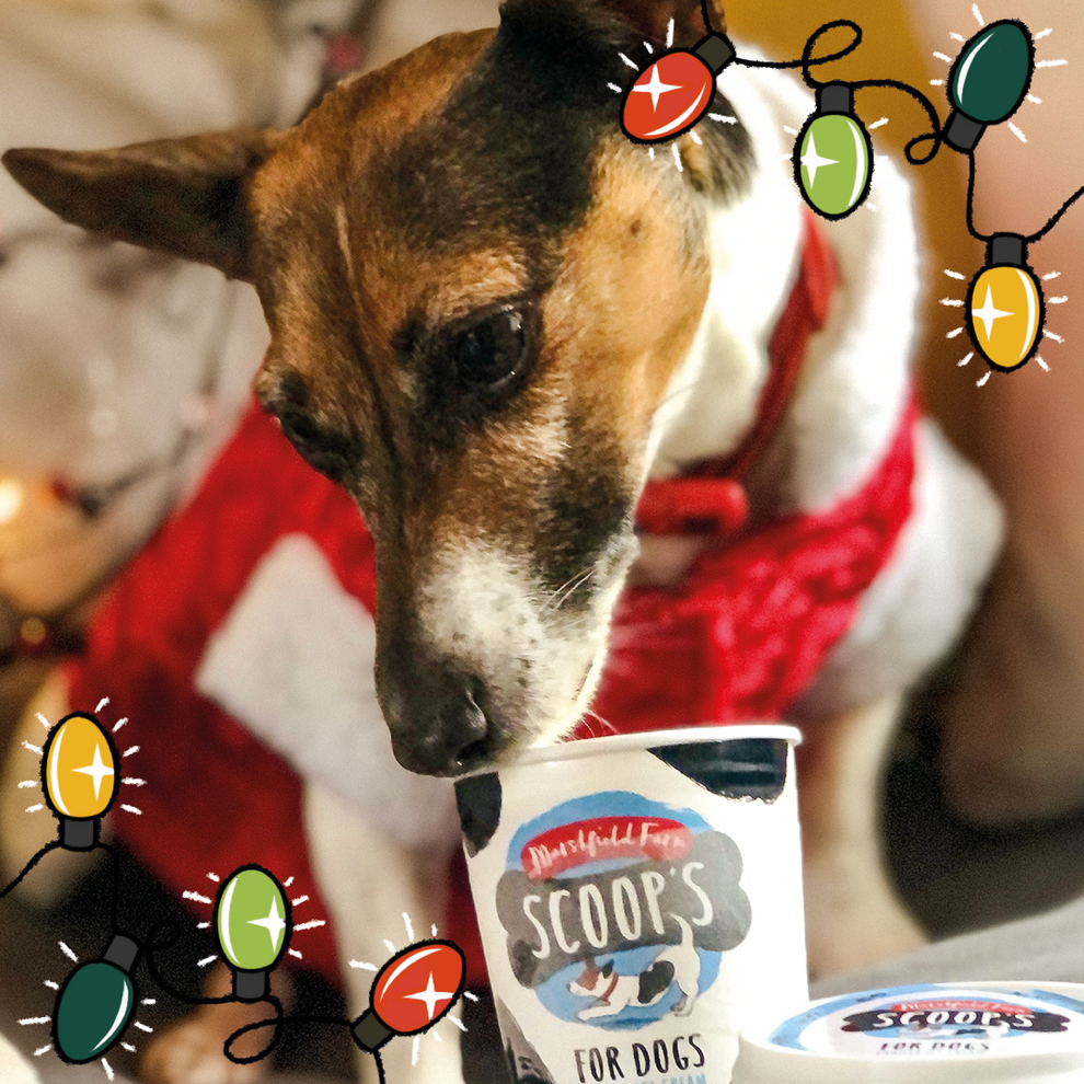 Scoop's Ice Cream for Dogs Vanilla – Marshfield Farm Ice Cream