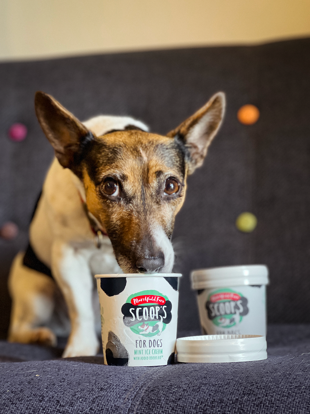 Scoop's Ice Cream for Dogs Mint – Marshfield Farm Ice Cream