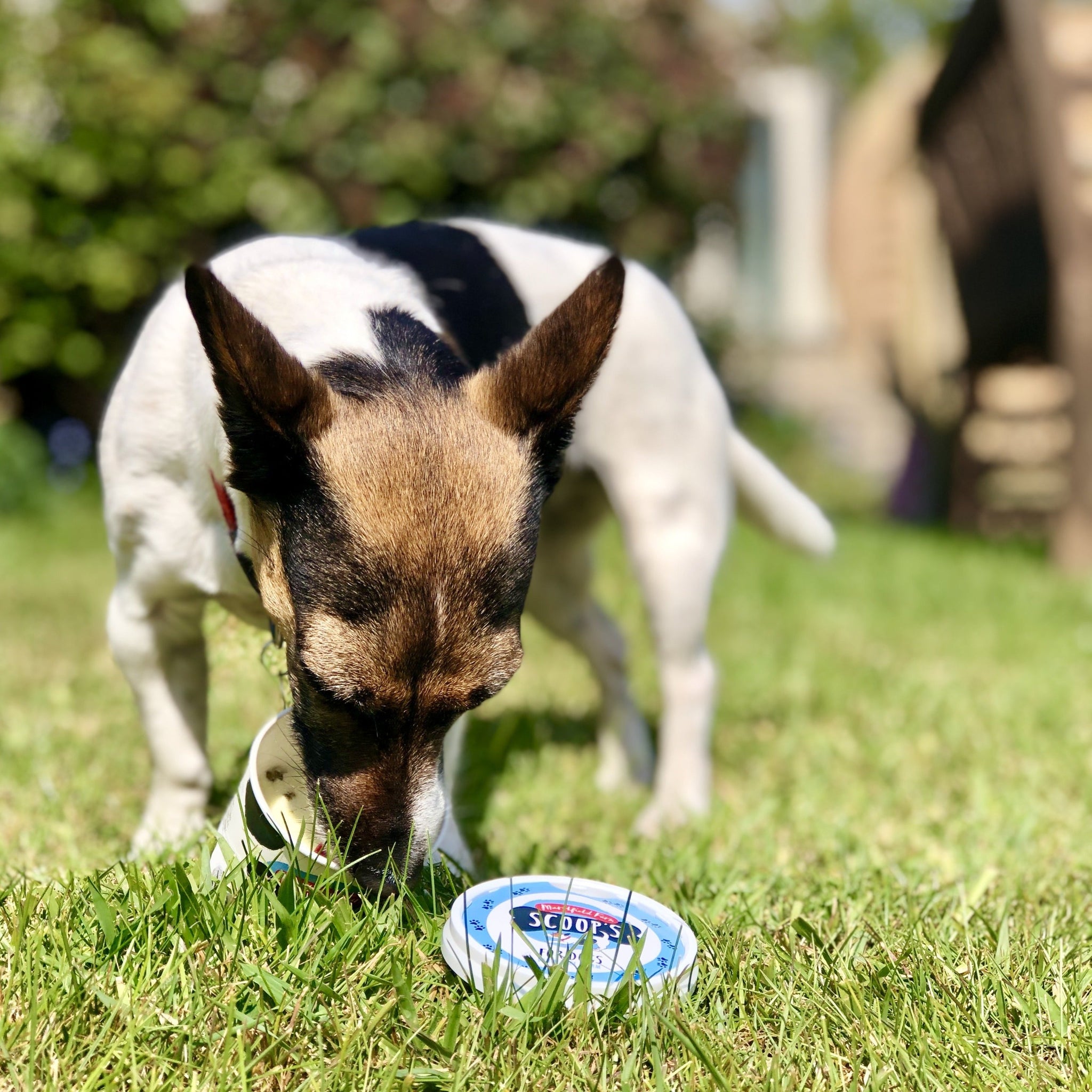 Scoop's Ice Cream for Dogs Vanilla – Marshfield Farm Ice Cream