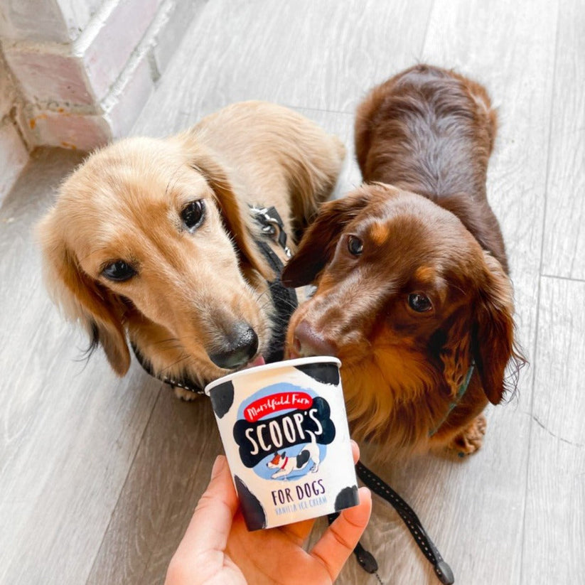 Scoop's Ice Cream for Dogs Vanilla – Marshfield Farm Ice Cream